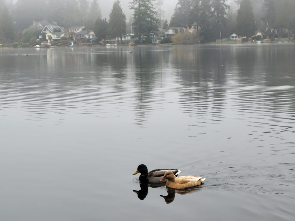 The Thunderword - Official Newspaper of Highline College